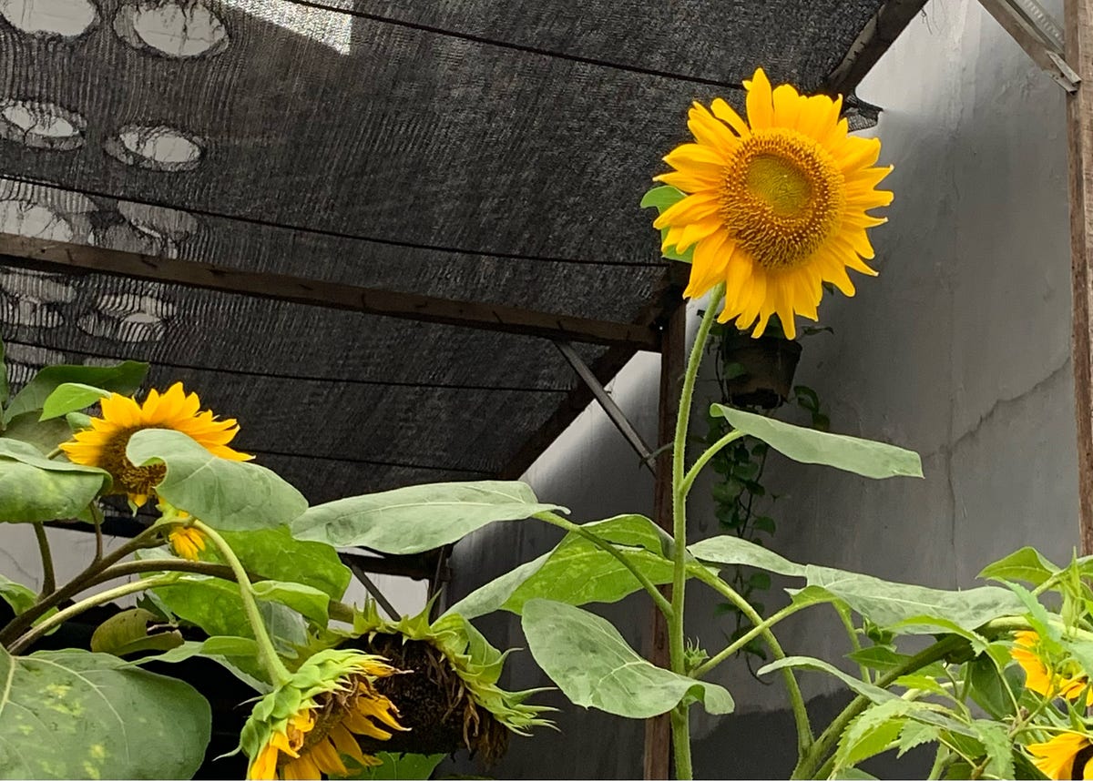 Bunga Layu di Pesisir. Bunga matahari di seberang halaman. | by The ...