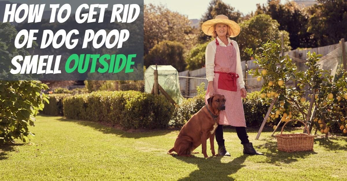 How to Get Rid of Dog Poop Smell Outside (Treatment and Prevention ...