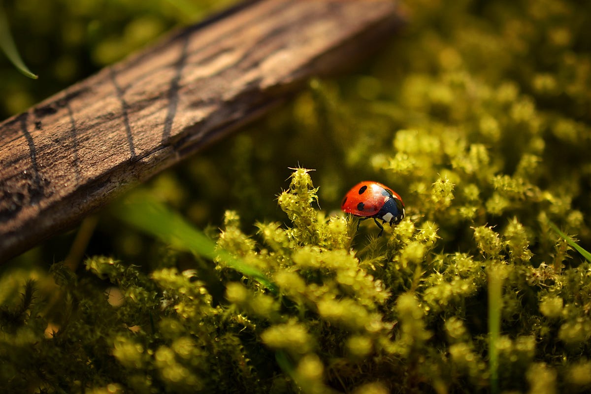 How to make bugs. Maybe you’ve never written a bug. But… | by David ...