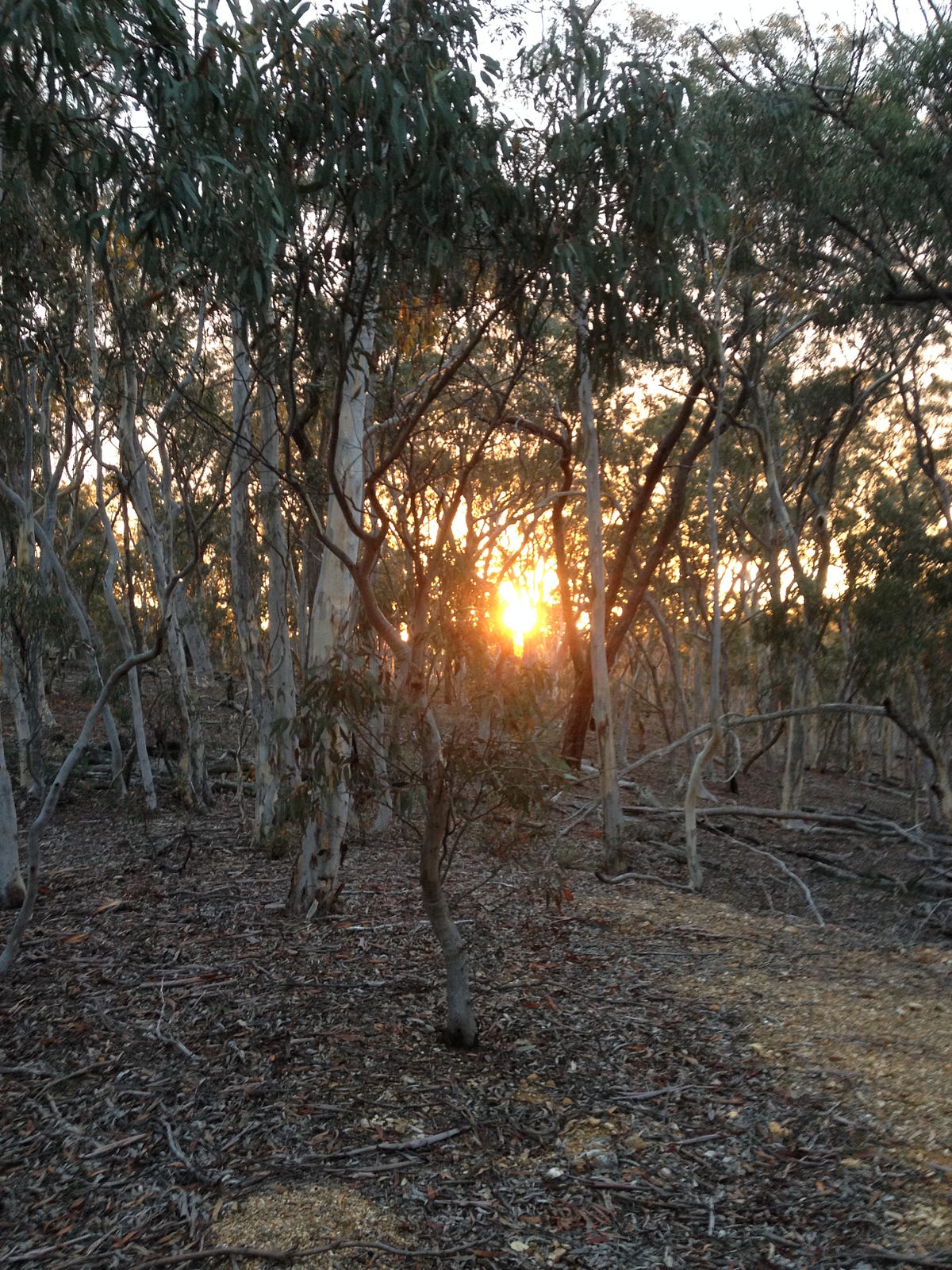 The Day is Waiting. Nature poem. | by David Rudder | Woodworkers of the ...