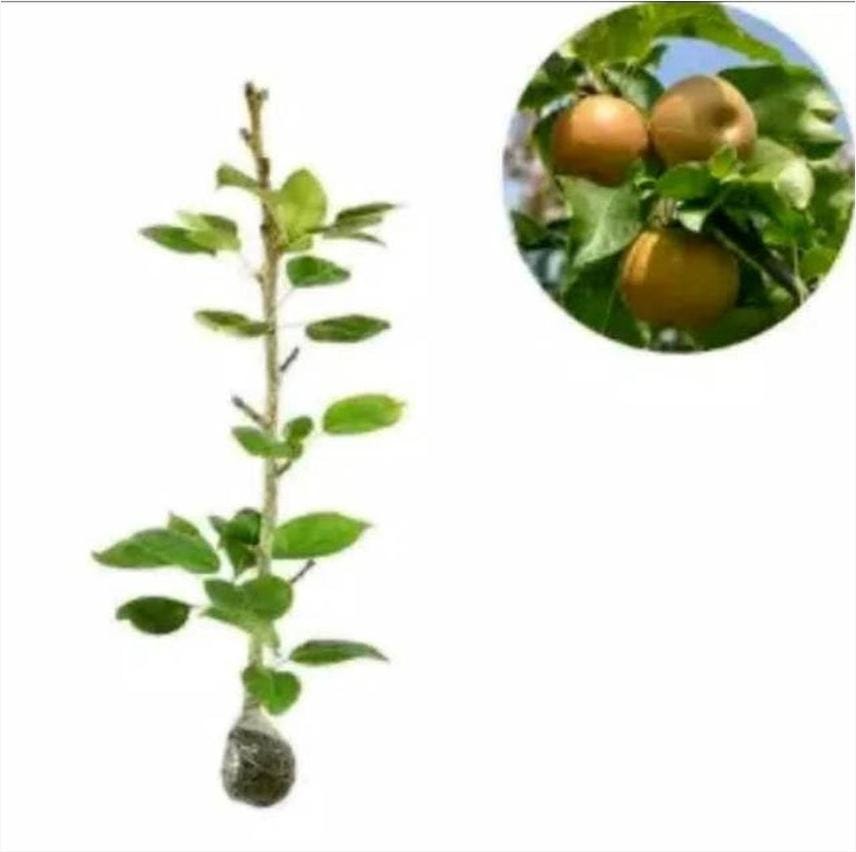 Bibit Tanaman Buah Pir Coklat Cangkok Cirebon Terunggul | by ...