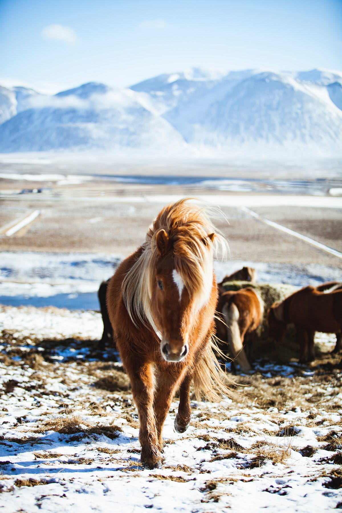 Are you working with Scrum or eXtreme Go Horse (XGH)? | by David ...