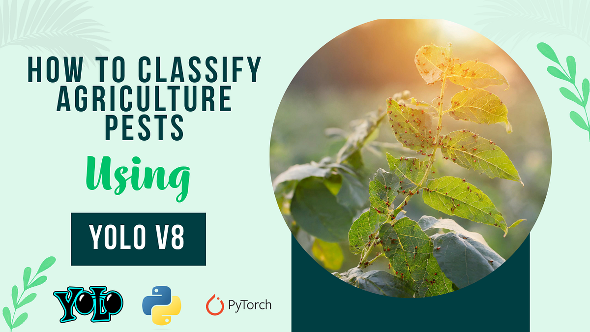 Complete YOLOv8 Classification Tutorial for Beginners | by Eran Feit | Image Classification ...
