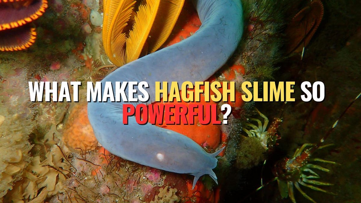What Makes Hagfish Slime So Powerful? | by Article bay | Medium
