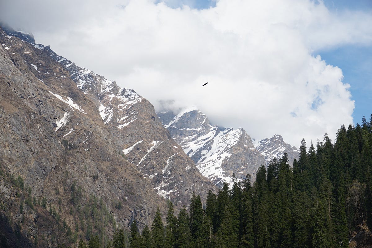 The Lone Predator. The hardest walk you can make is the… | by Leo ...