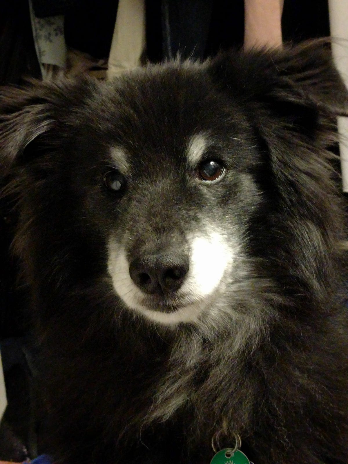 Benson: One Dog’s Story. My wife and I always say that our first… | by ...