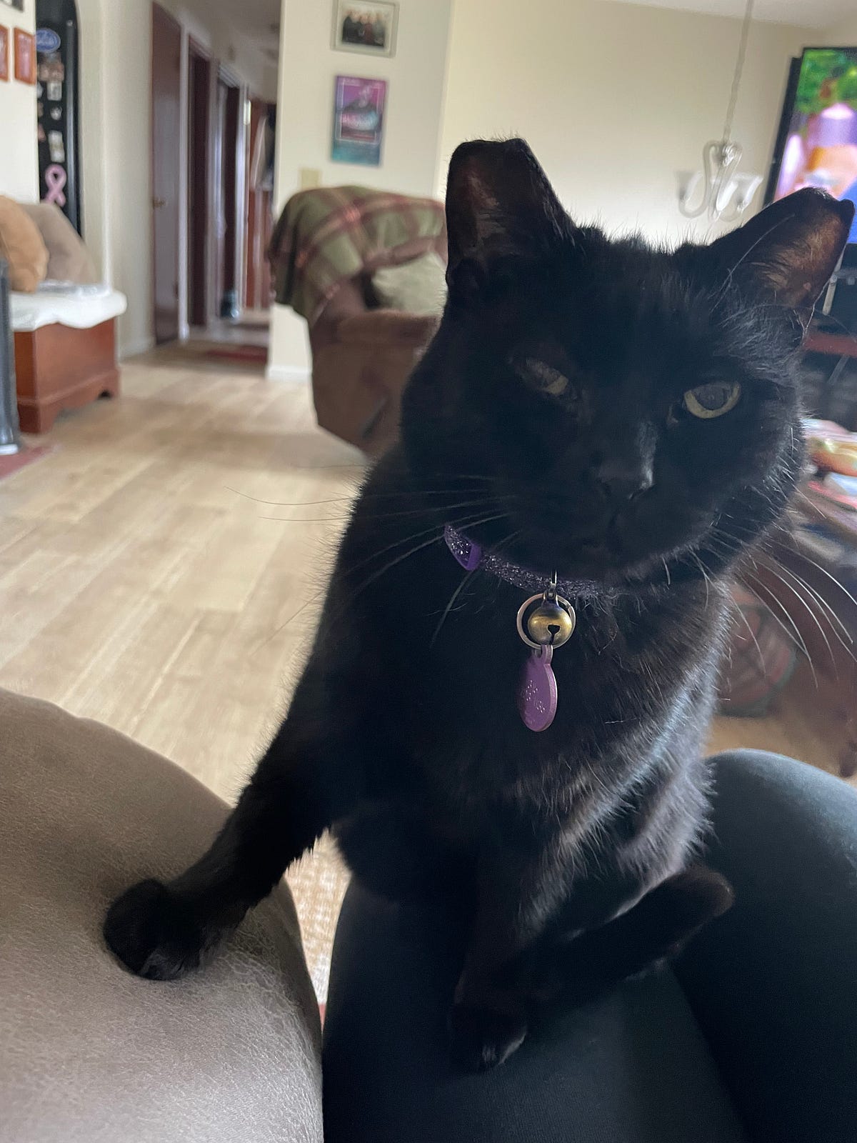 Keeping Busy. Luna’s recent adventures | by Thoughts a Thinking ...