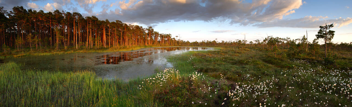 Environmental Diary. A collection of daily journal prompts… | by Datura ...
