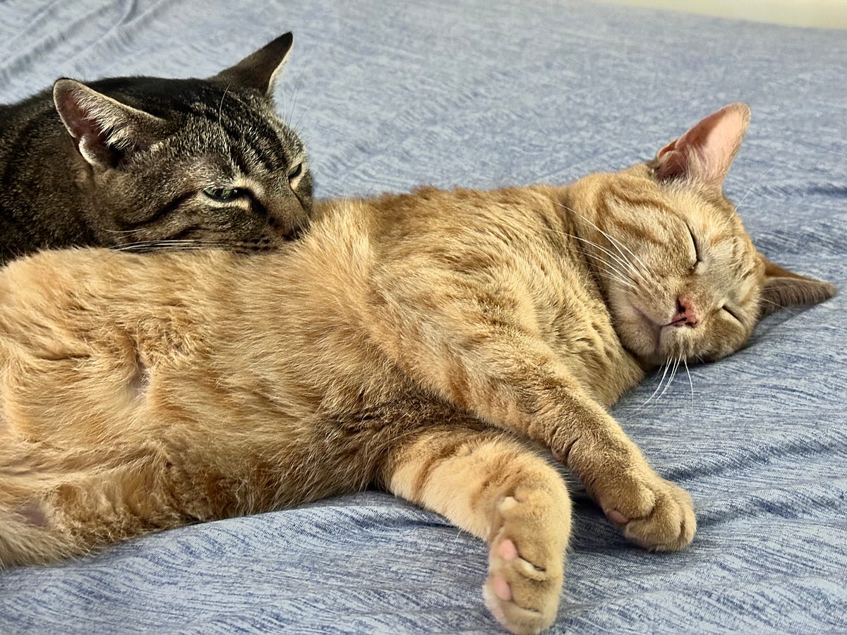 Time For A Cat Nap. Happy Caturday cat people! | by Shelter Cats | Medium