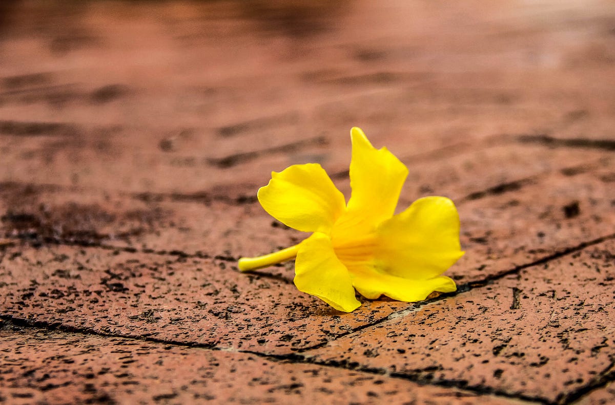 Adversity Is a Gift. Rare Are Those Who Understand This… | by John ...