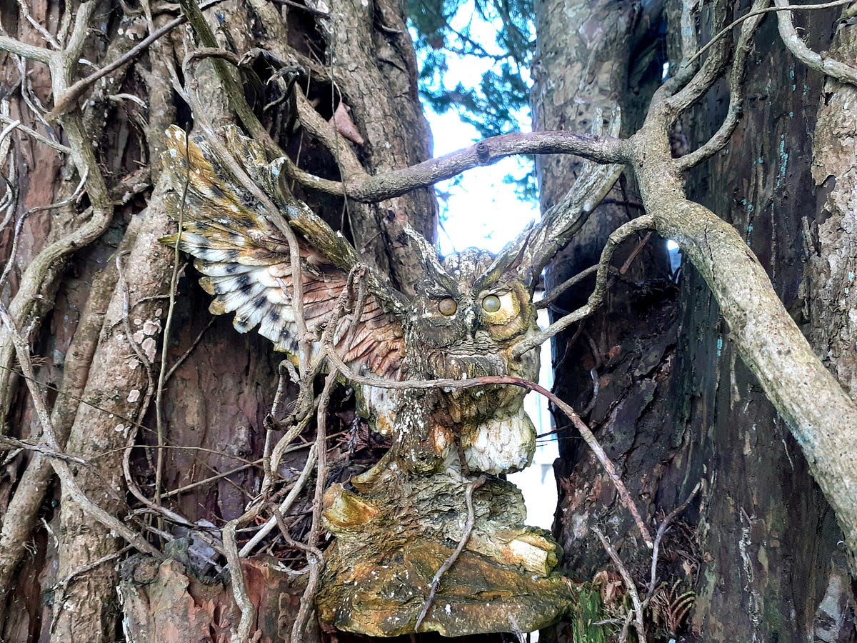 More “Legal Owls”? Animal symbology can have great power… | by Elaine ...