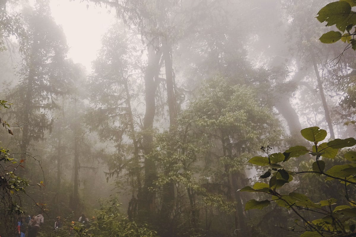 Once You Have Felt the Mist. you listen | by leslie | May, 2025 | Medium