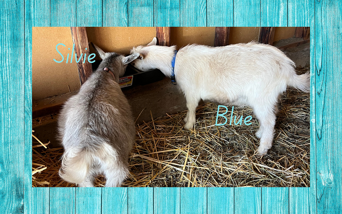 Winter Makes Goat Hair Stand Up!. The View From Here — Silvie and Blue ...