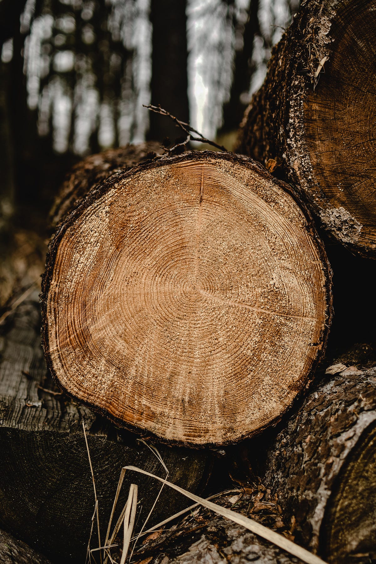 Writing Prompt. Day #24 — Tree Rings | by Hope Carter | Medium