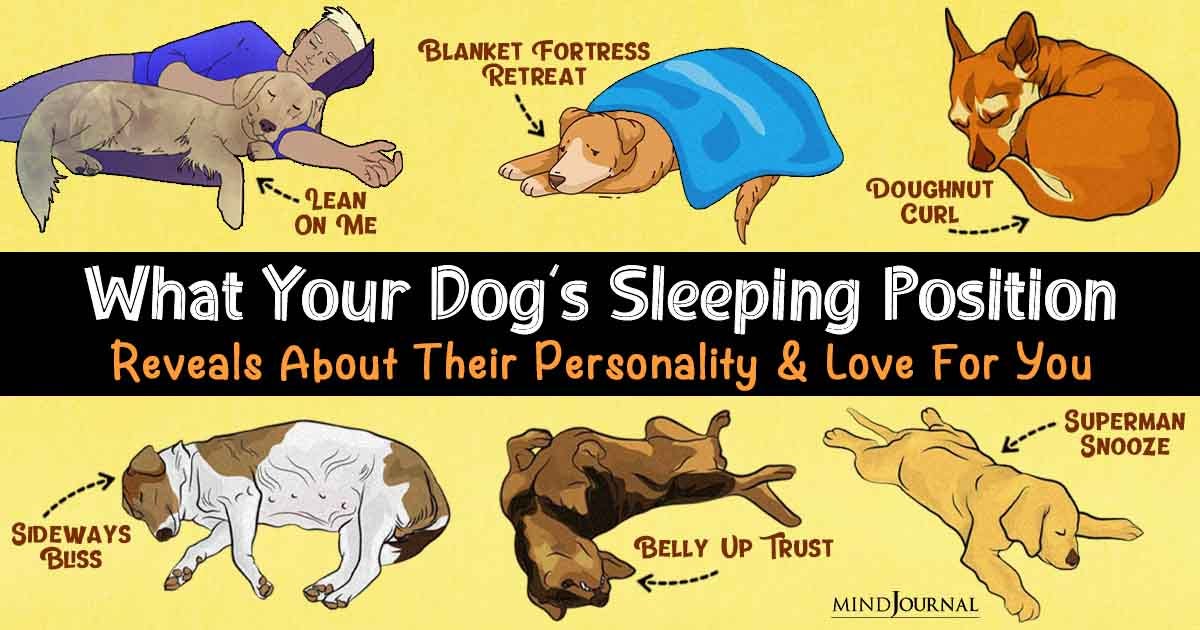 What Your Dog’s Sleeping Position Reveals About Their Personality And ...
