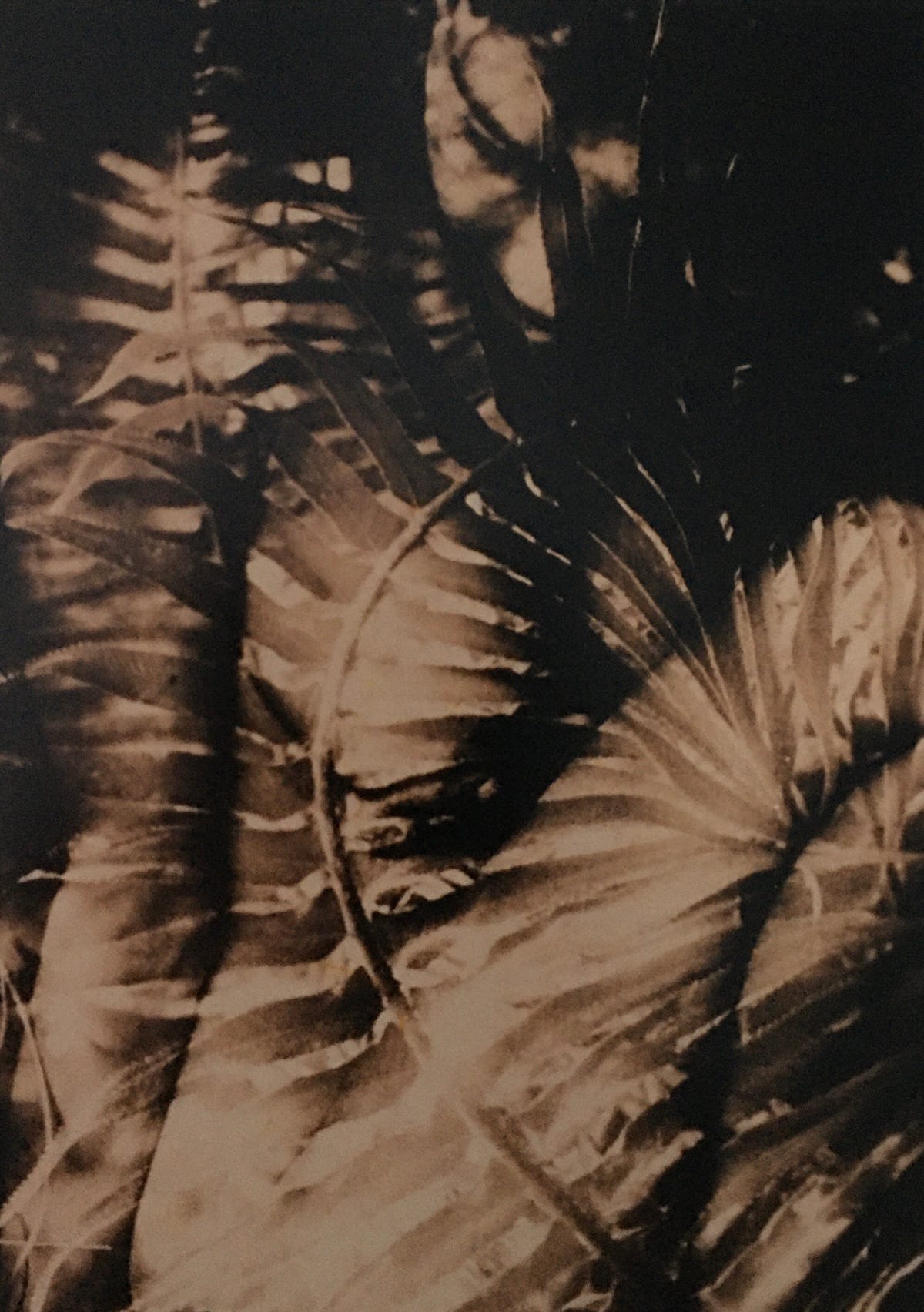 Fern Dell. Where can latency hide from your love? | by Isak Dinesen ...