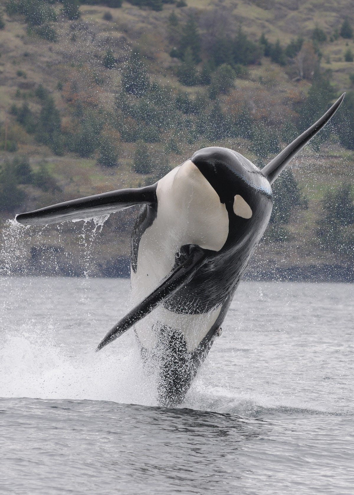 Your Guide to Watching Whales Responsibly | by The Washington ...