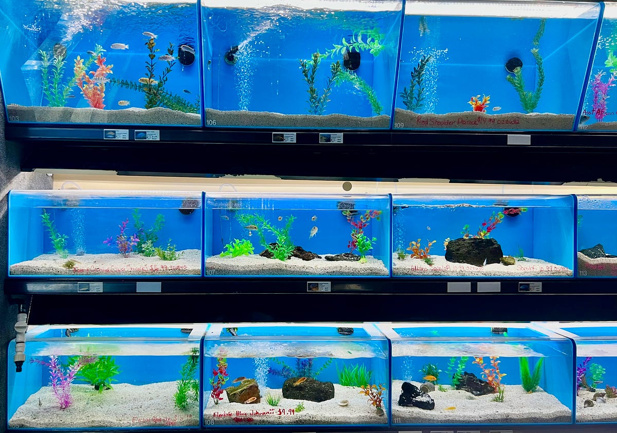 Why Is There a Sea Turtle in the Aisle of the Dollar General? | by Kate ...