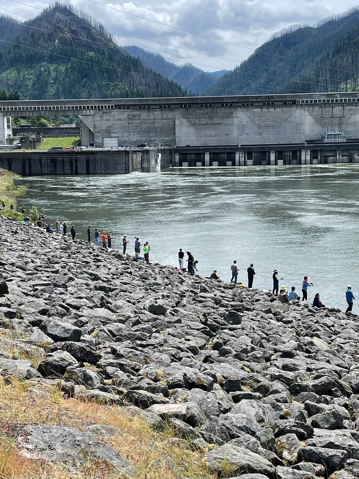 Columbia River shad migration underway | by The Washington Department ...