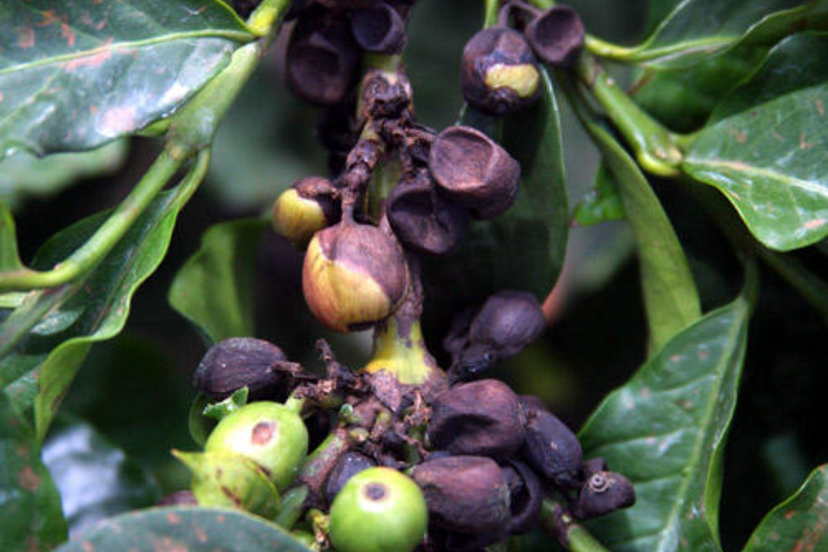 Dry Branch Disease in Coffee Trees: Treatment for Coffee Anthracnose ...