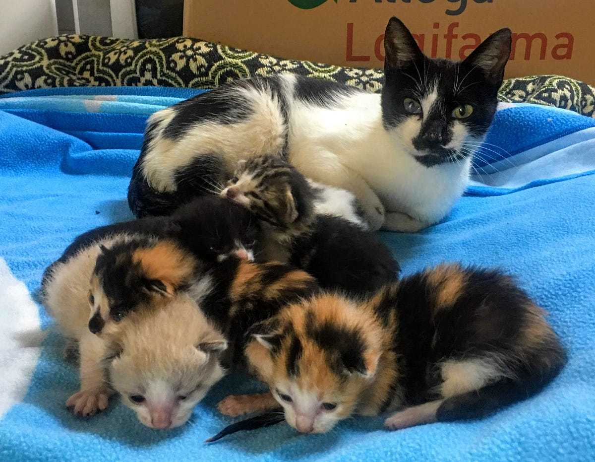What I Learned From Midwifing a Feral Cat | by Trish Kennelly | Medium