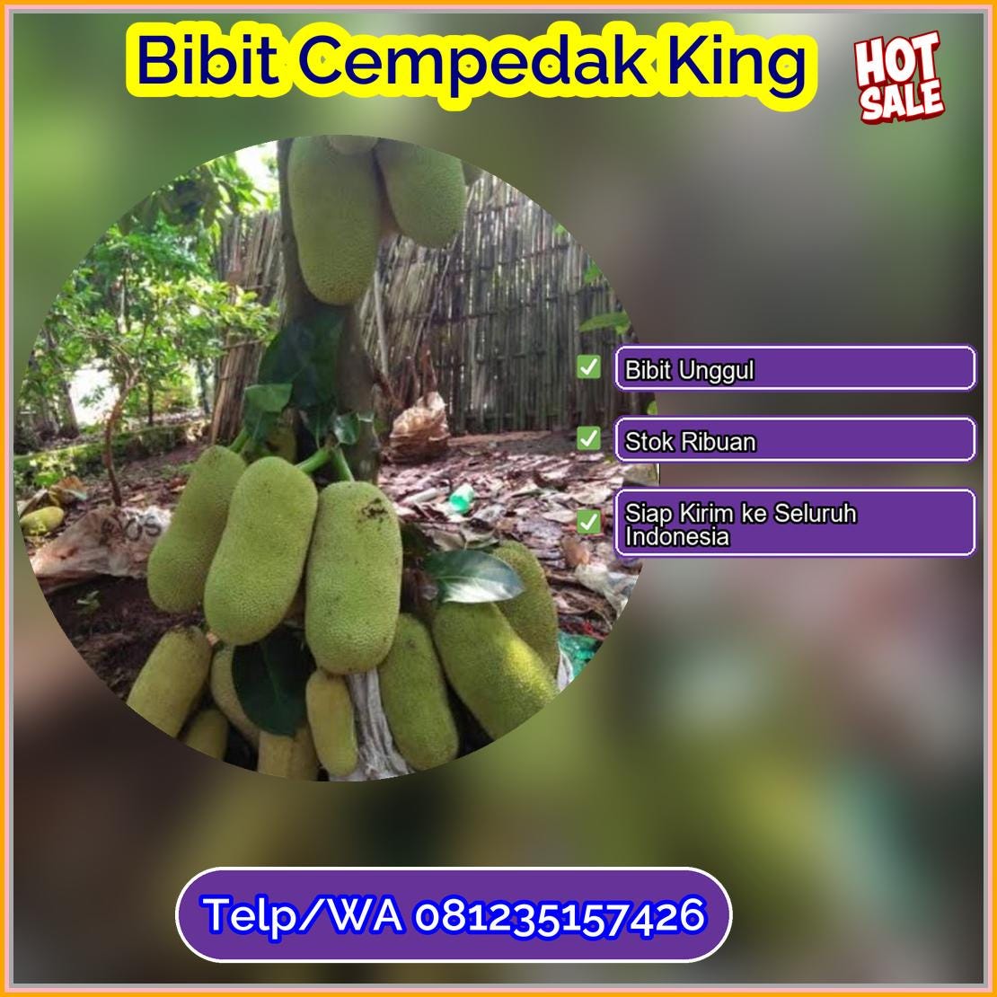 Grosir Bibit Cempedak King Yahukimo | by Sahale Asoka | Medium