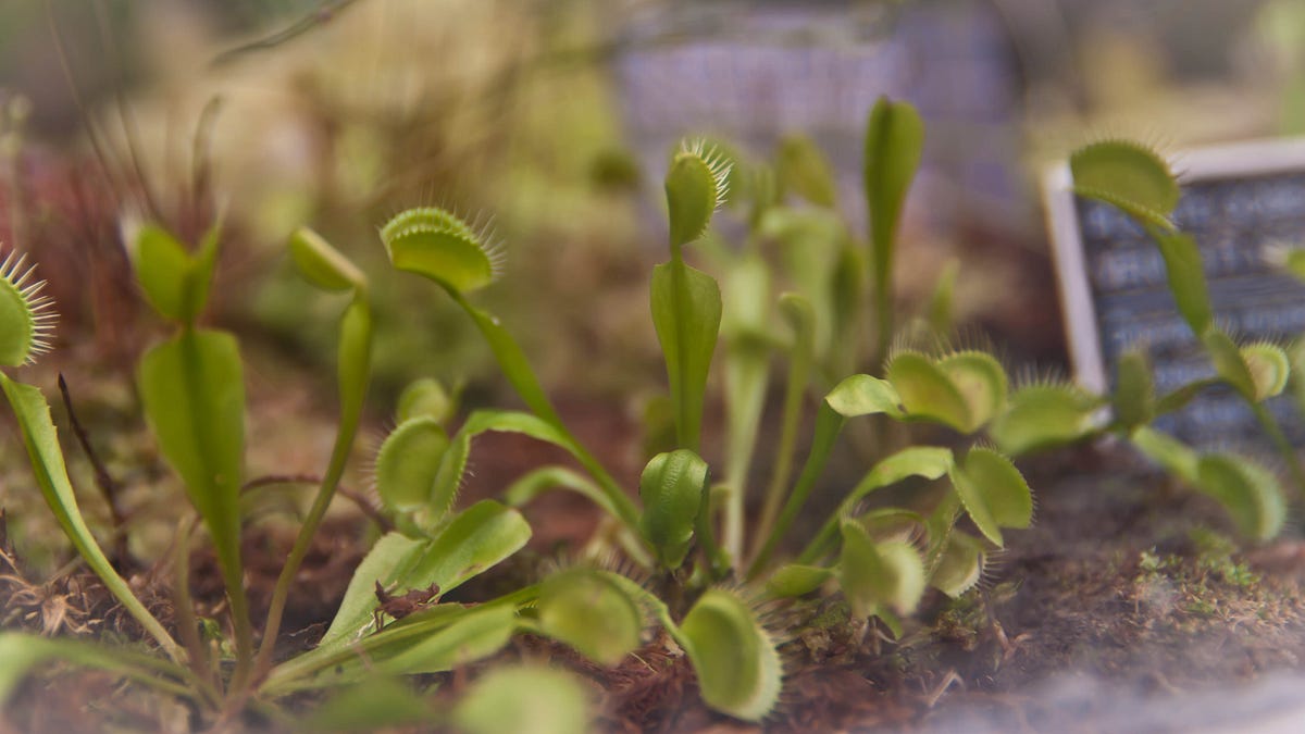 The Evolution Of Carnivorous Plants | by Miles Fort | The Environment ...