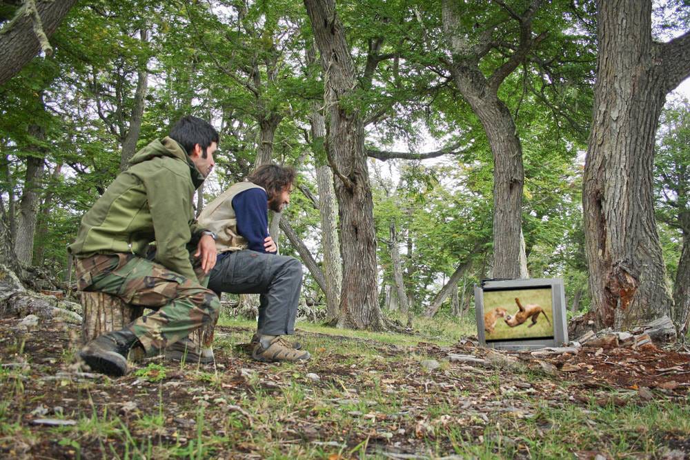 Natural TV— Televisión Natural. Can documentaries connect us with… | by ...