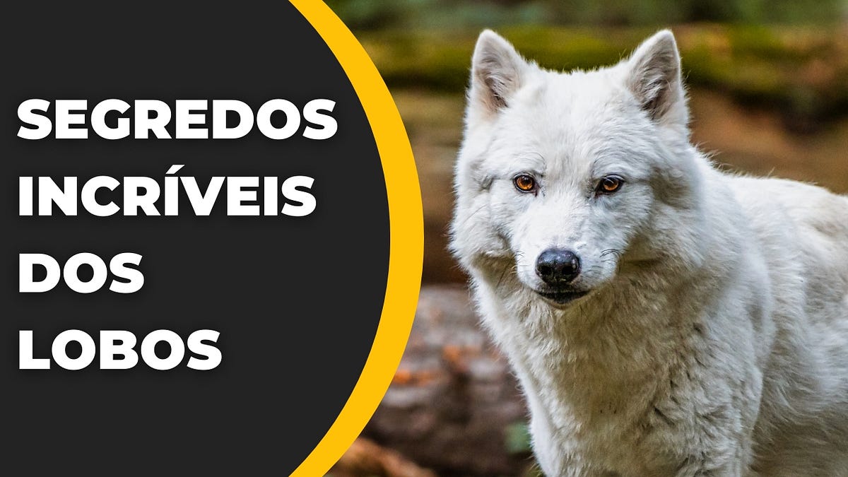 Fatos e curiosidades sobre os lobos - Shirleyvirgilina - Medium