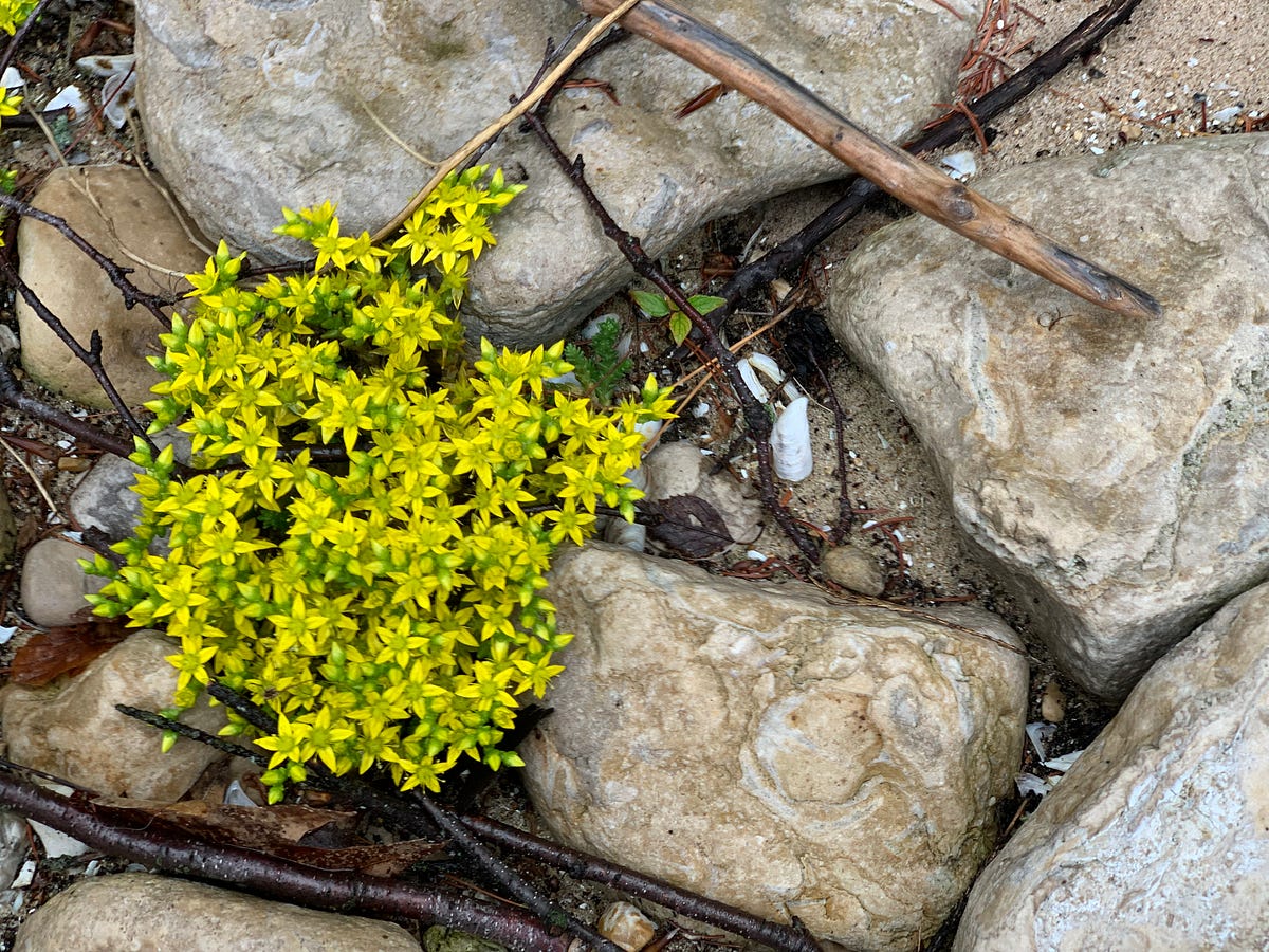 Your Nature nature: Unconditional Love & Homeopathy | by Beth Bundy CCH ...