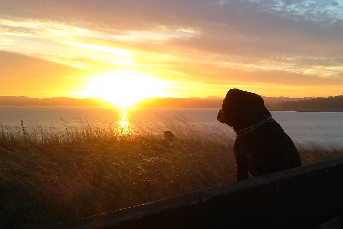 Every Day is a Training Day. Lessons learned from my dog | by ...