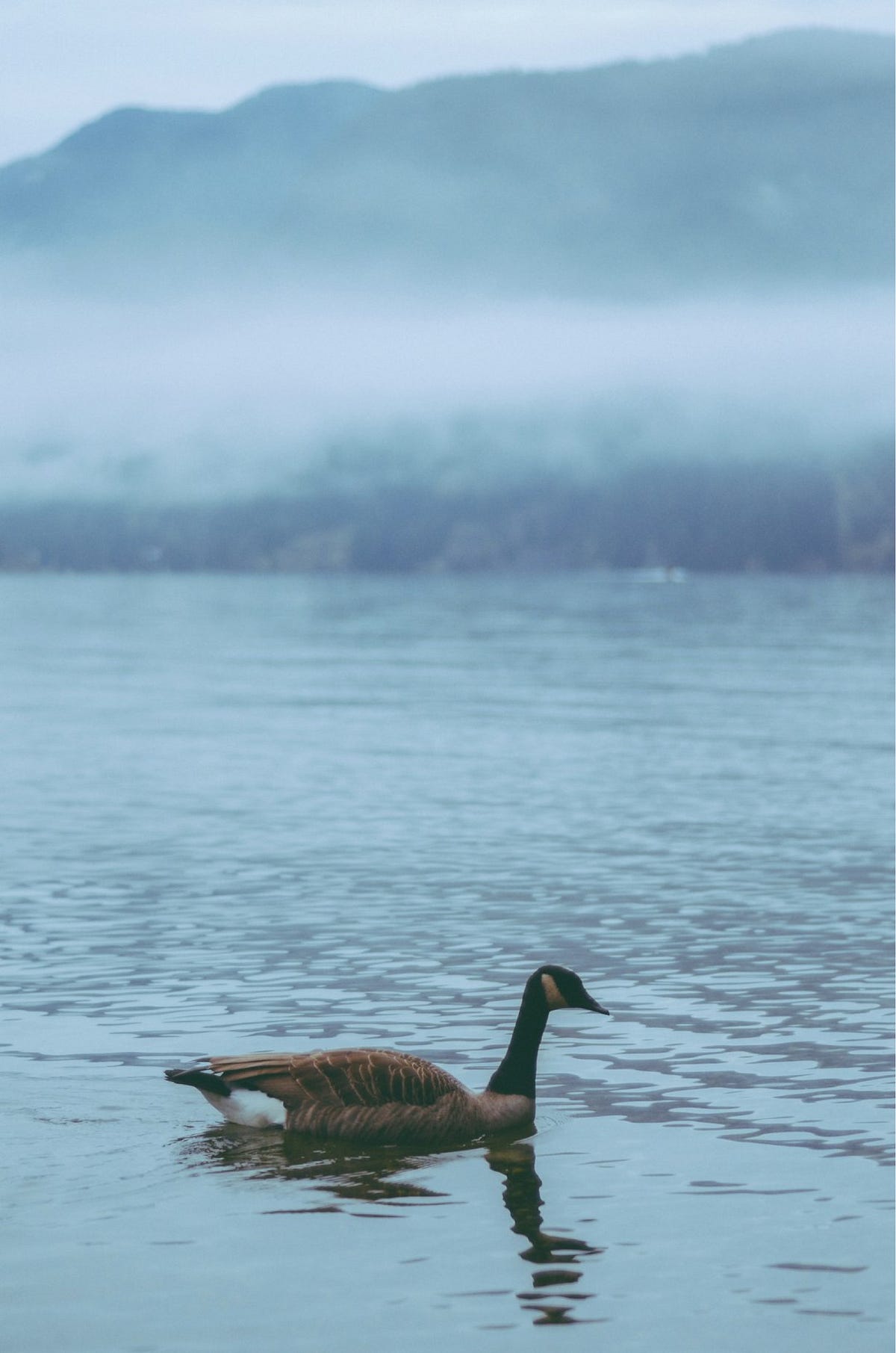 Lone Canada goose Threatening to interrupt Mid-winter stillness - John ...