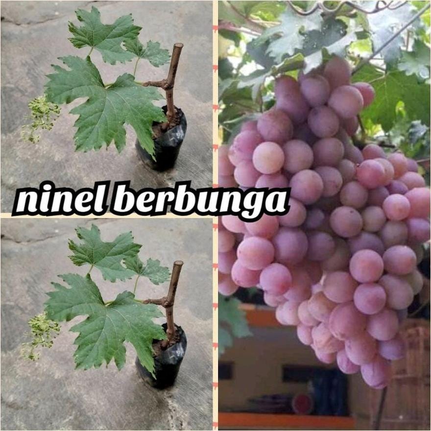 Bibit Anggur Berbunga Ninel Import Boyolali Terunggul | by Pusat Bibit ...