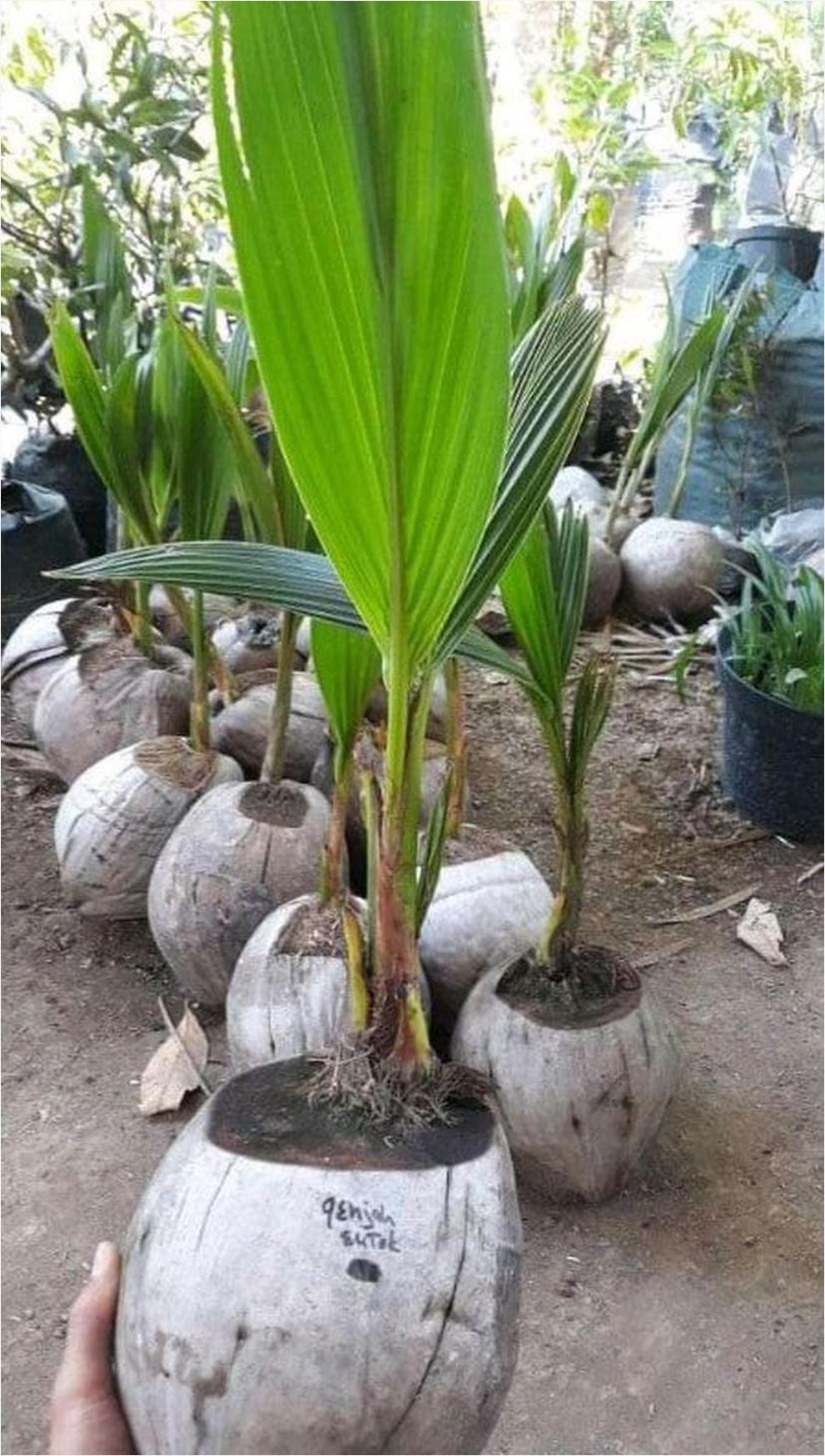 Bibit Kelapa Entog Genjah Entok Pohon Pendek Kota Madiun | by Sahale ...