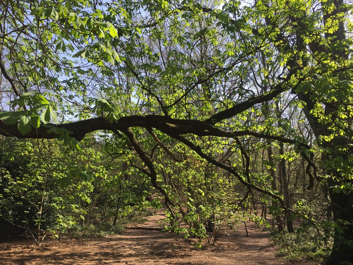 Sharing outdoor space: Covid and rights of way | by Ziona Strelitz | Medium