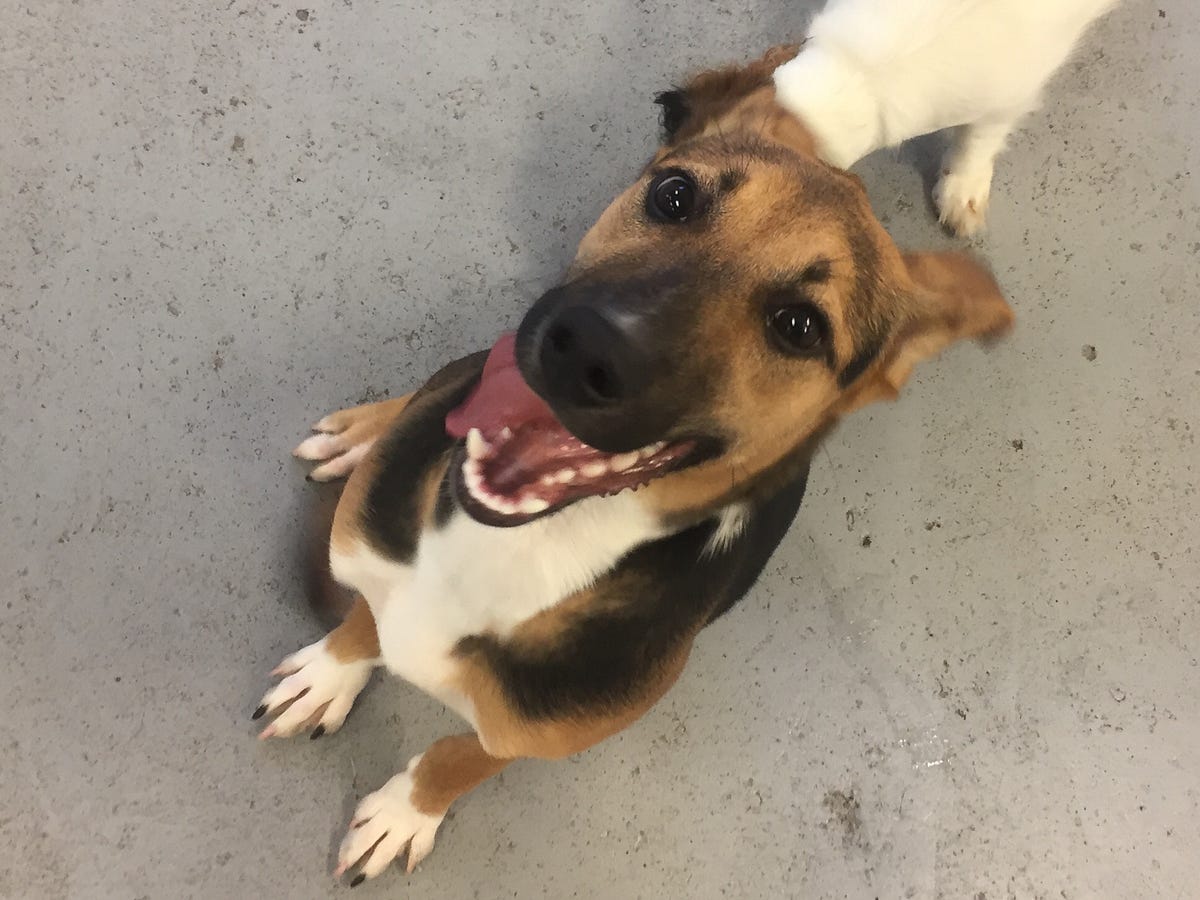 What My Dog Taught Me About Letting Go | by Melissa Smith | Medium