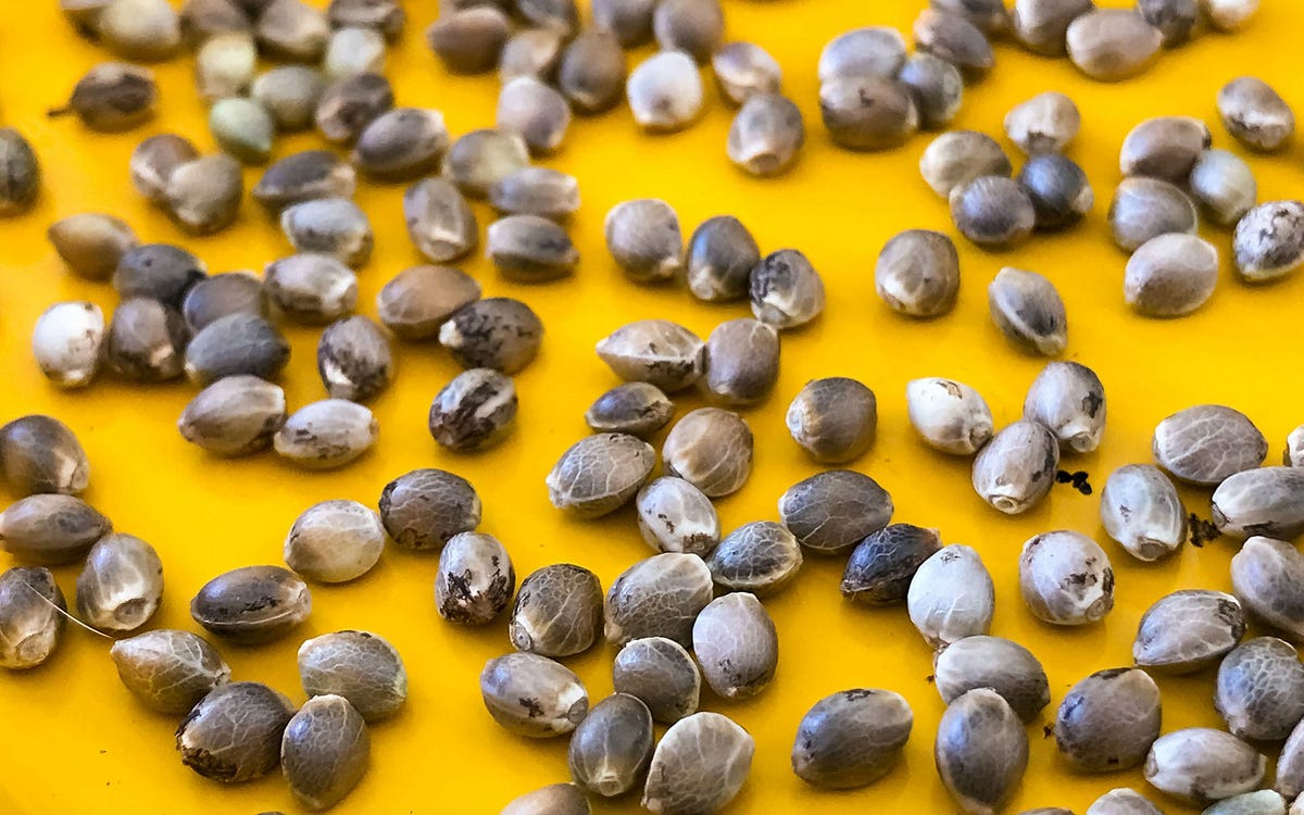 Choosing the Right Cannabis Seeds | by Kinnabis® Seed Bank | Medium
