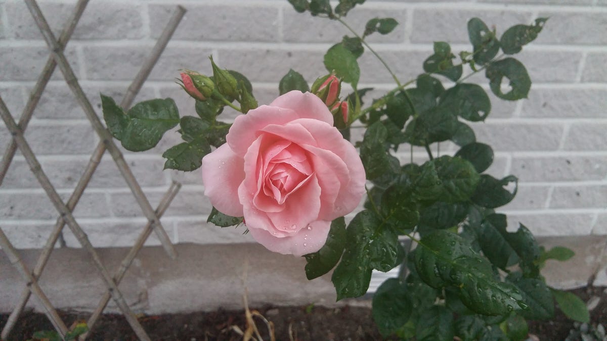 Ruusun tarina. “Lovers don’t finally meet somewhere… | by Reeta ...