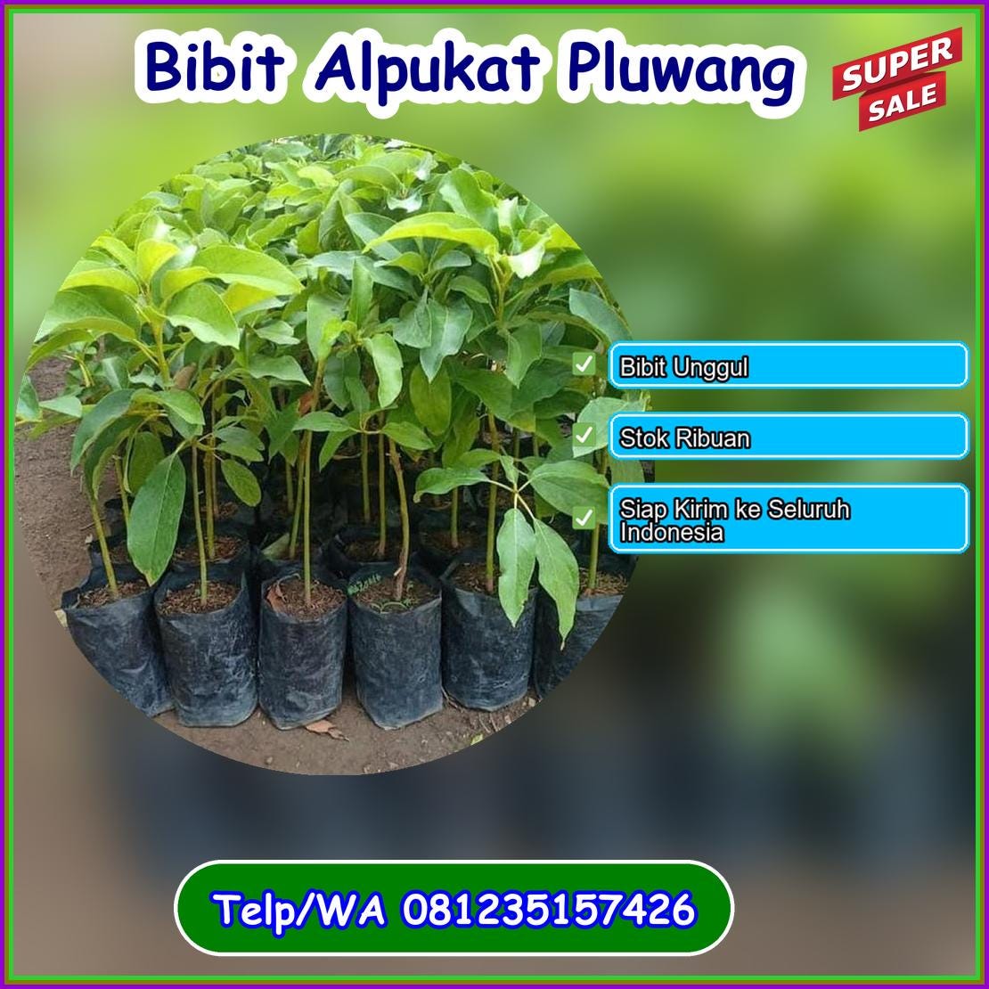 Jual Bibit Alpukat Pluwang Kota Metro | by farzan bibit | Jul, 2023 ...