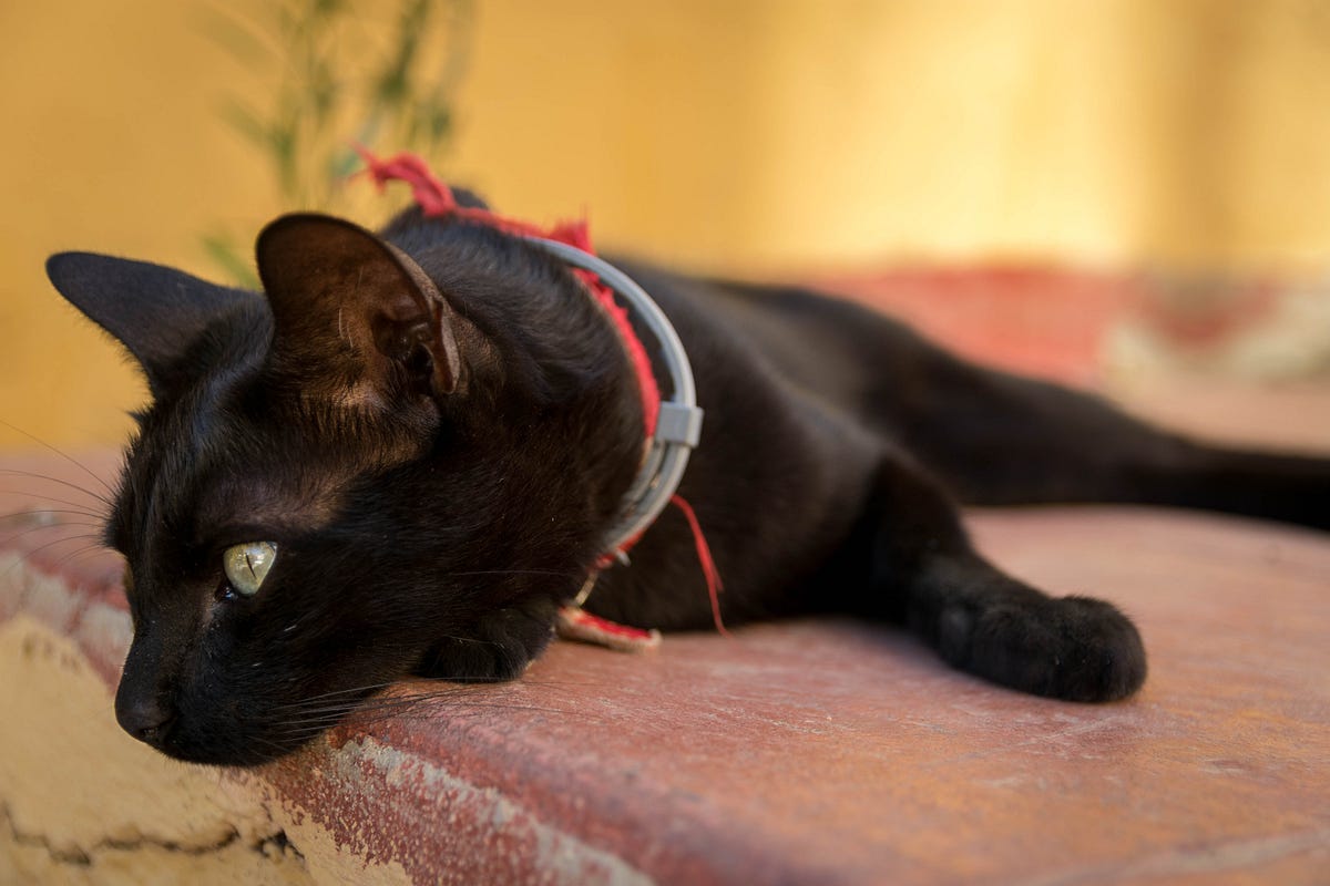 Lost and Found: The Story of Ash. Ash, The Cat | by The AnonymousBoy ...