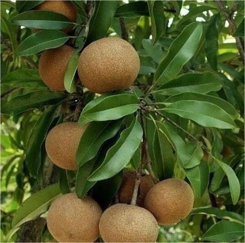Bibit Sawo Manila Tanaman Buah Banyumas | by faresta bibit | Medium