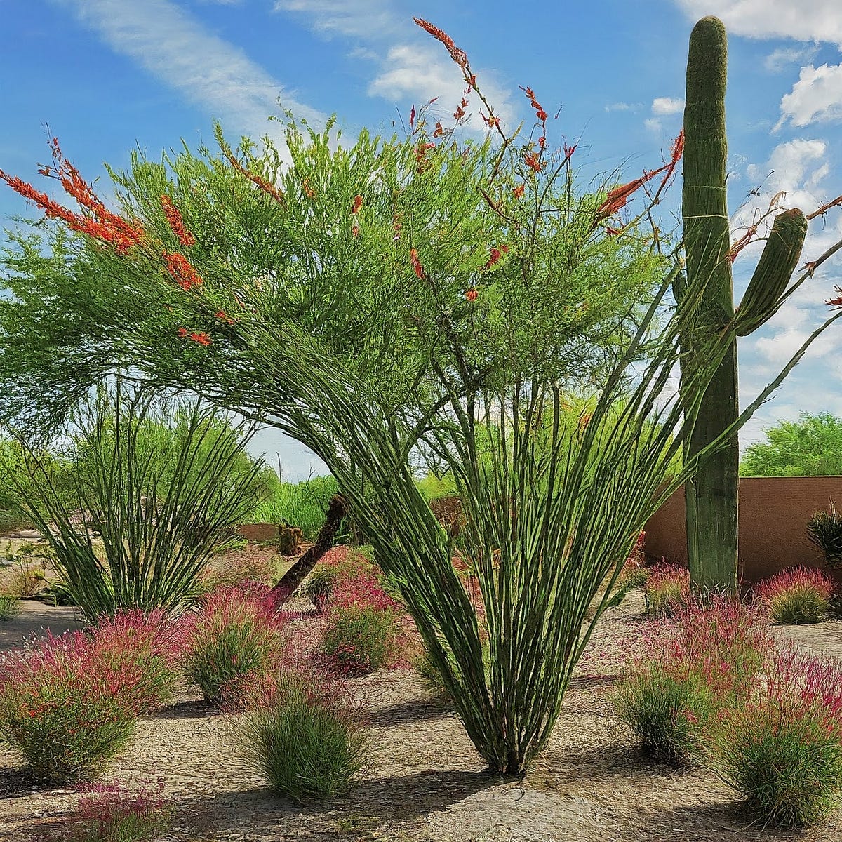 Scottsdale Desert Plant Installation: Embrace the Beauty and Benefits ...