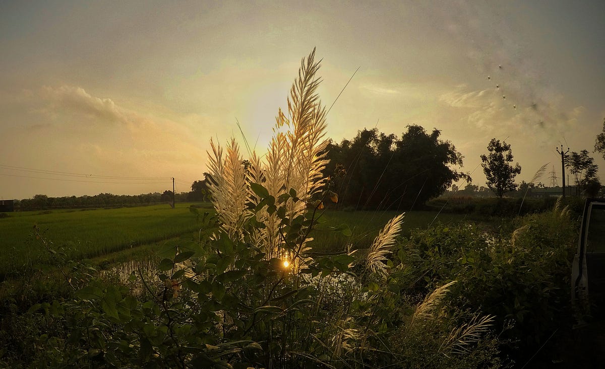 Escape to “The Duars of India”.. Returning home will always be an… | by ...