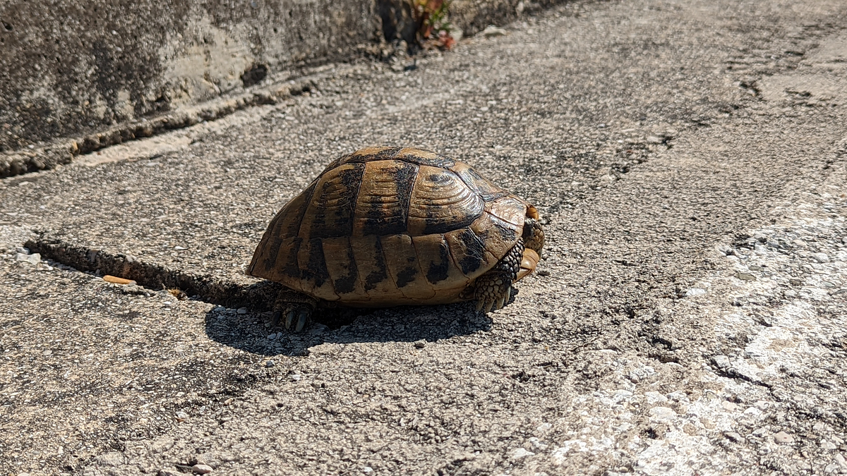 Day 9 — Qeparo to Vlorë. How to climb a mountain | by The Bike Path ...