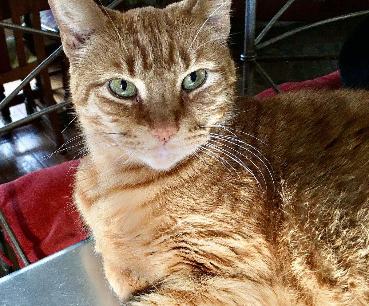 Two Years Ago Buddy Cat Was Shot By a Neighbor | by Deborah Camp ...