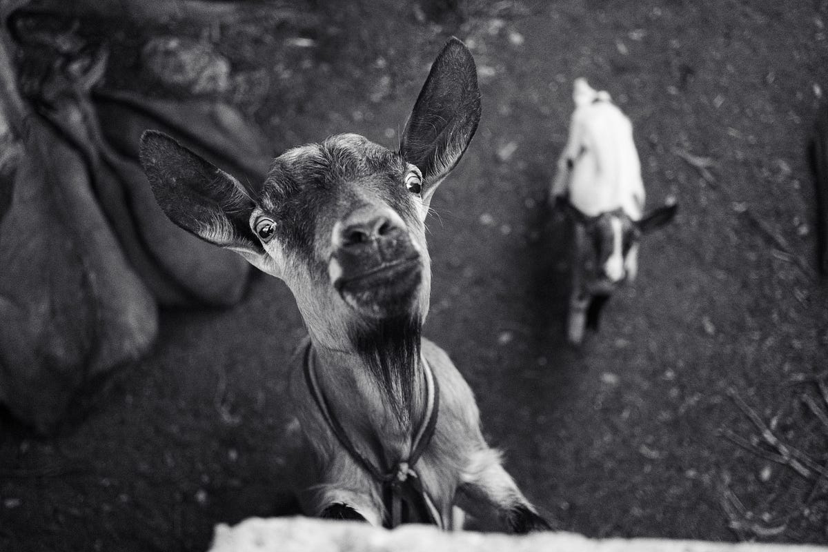 Exploring The Element of Luck in Photography | by Davor Katusic | Full ...