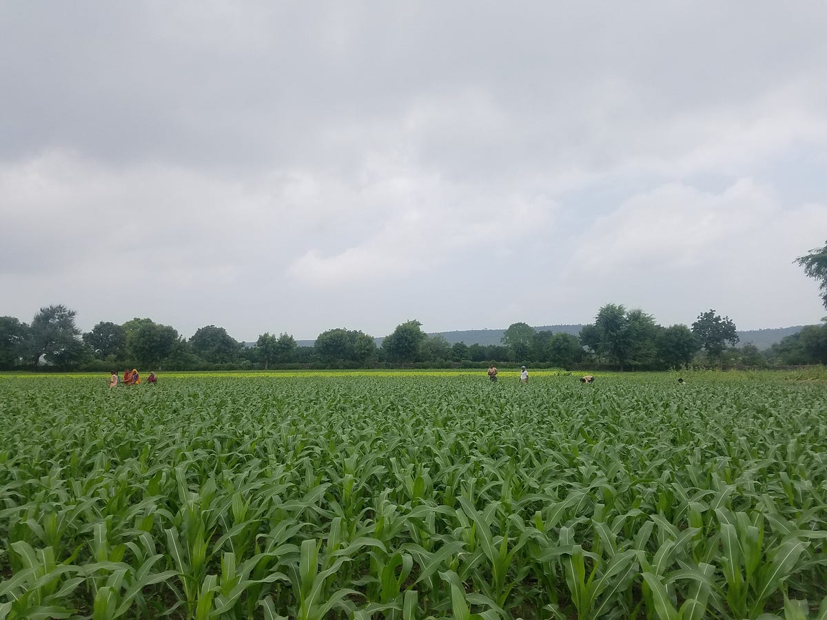 Vive Kanand Organic Farm Research Center — Stories from Jhalawar ...