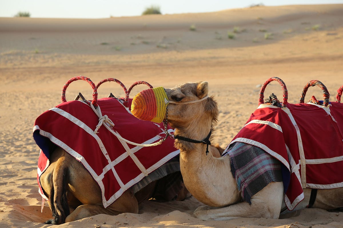 The Psychology Behind Copy Trading: Trusting the Expert with a UAE ...