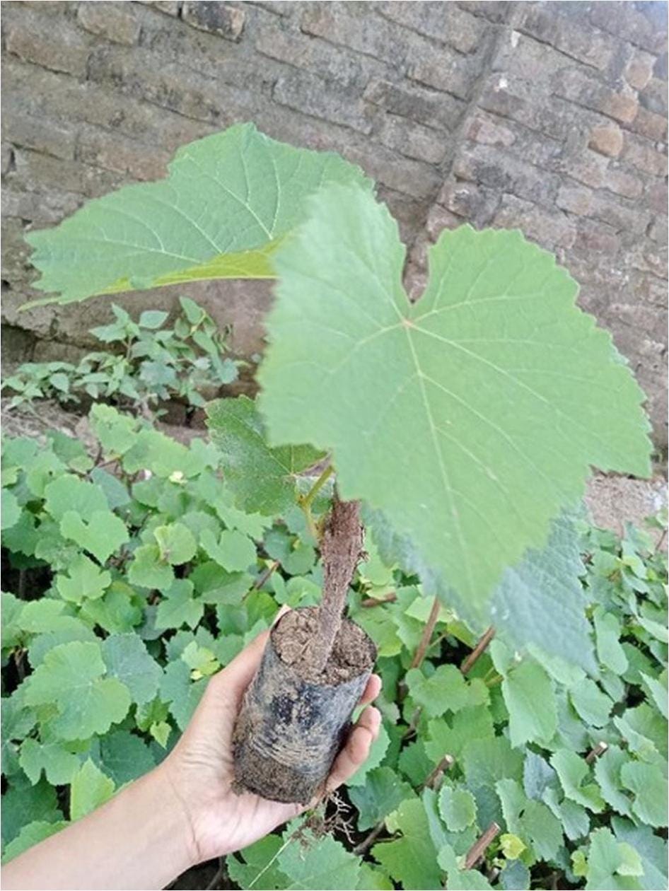 Bibit Stek Anggur Isabella Bojonegoro | by Damarplantys | Medium