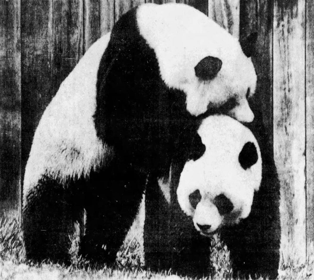 The Gift of the Giant Pandas. Drabble day 172— billion/ historical ...